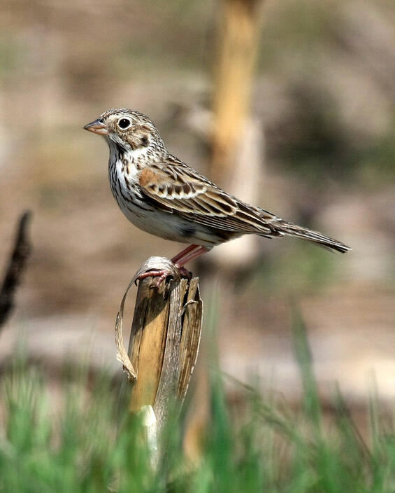 Vesper Sparrow | Mass.gov